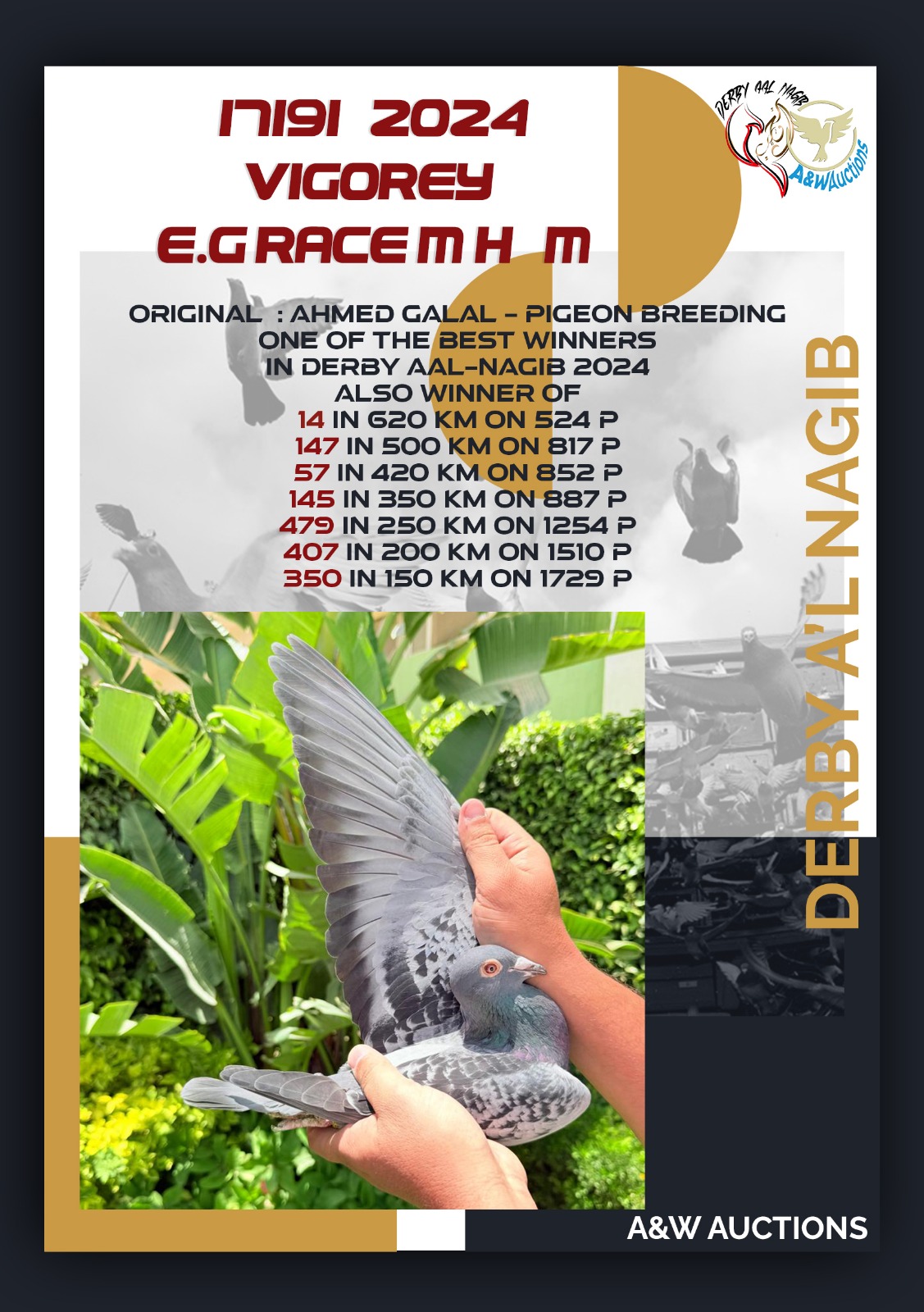 4- Vigorey للبطل احمد جلال ال14 في النهائي – A&W Pigeons Auctions